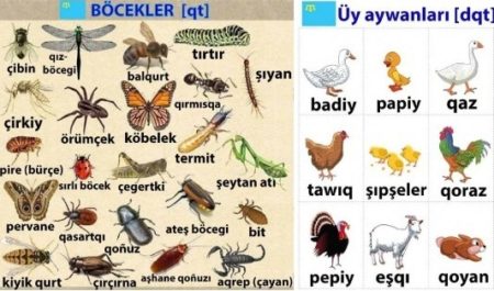 QIRIMTATAR TILINDE BÖCEK ADLARI – ÜY AYVANLARI ADLARI - Kırım'ın Sesi ...